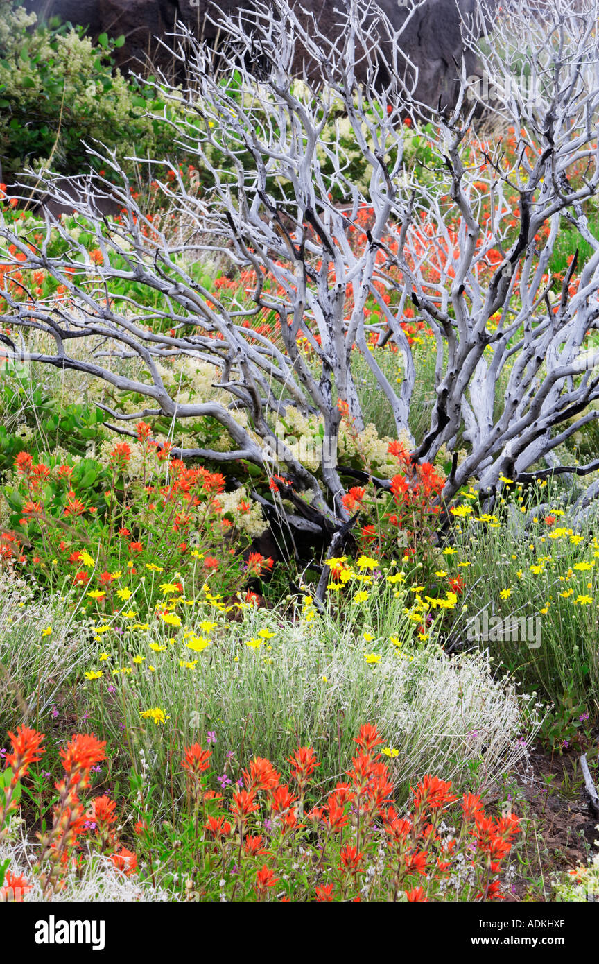 Wild flowers after forest fire hi-res stock photography and images - Alamy