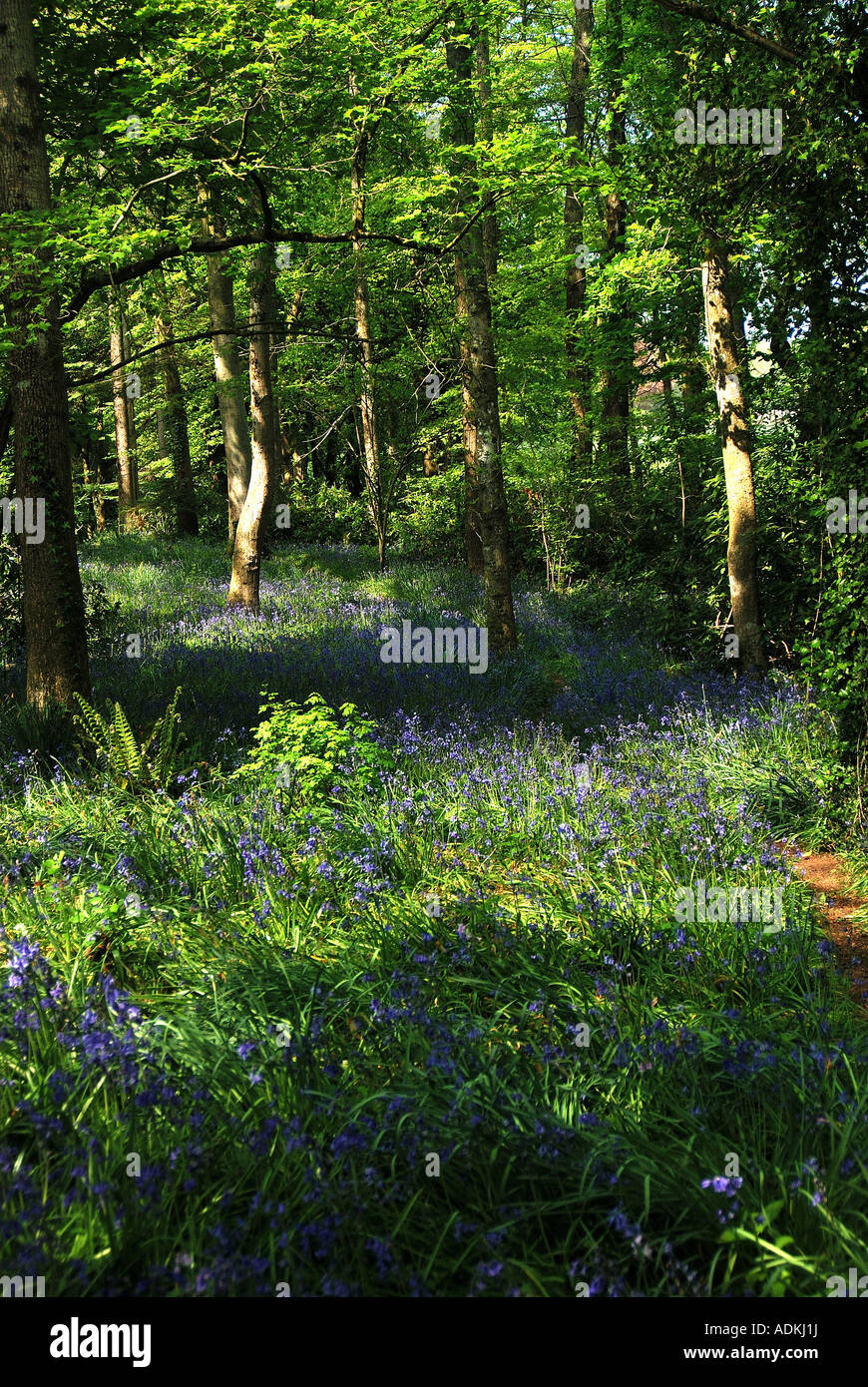 Devon bell hi-res stock photography and images - Alamy