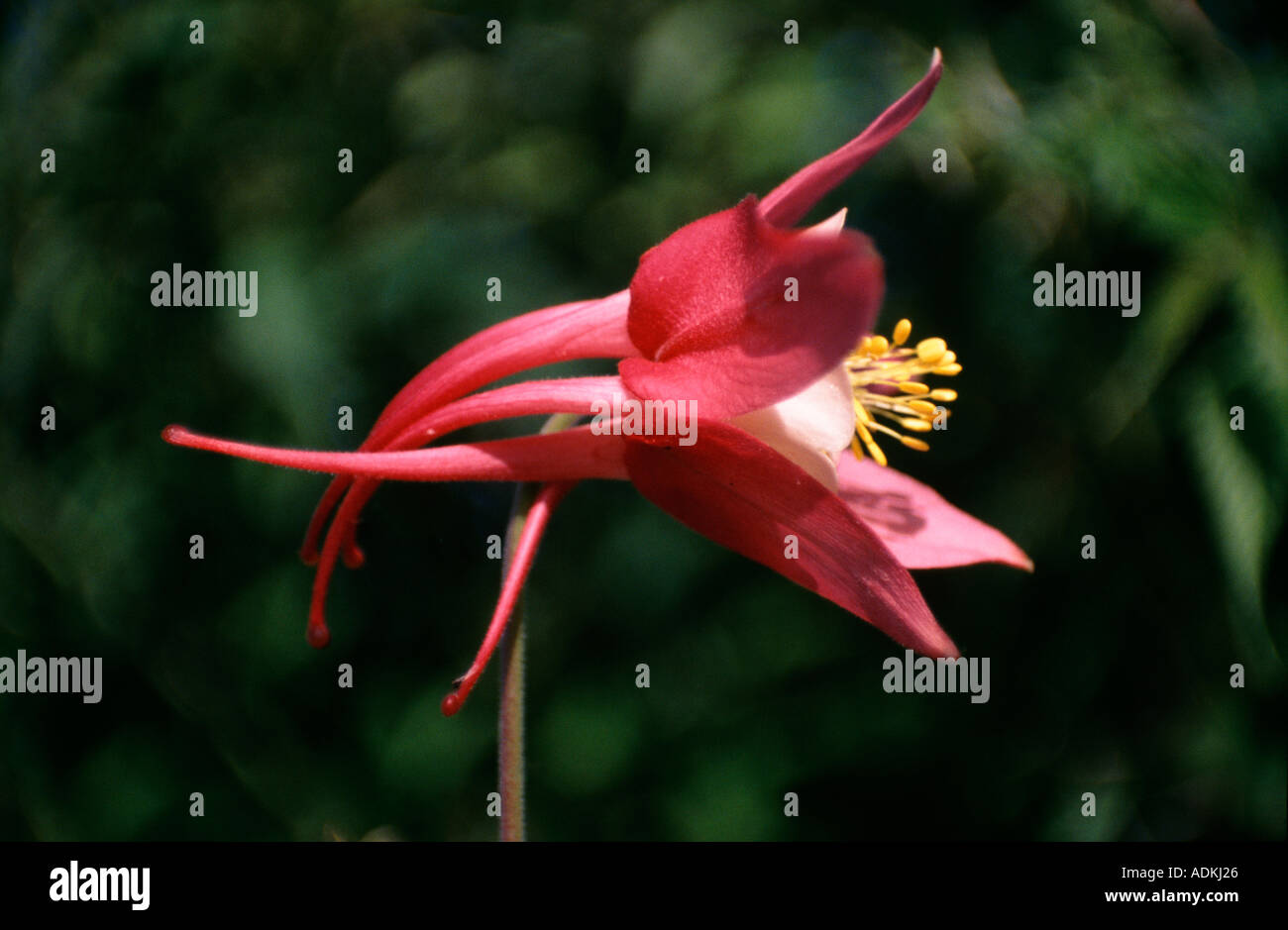 Columbine Aquilegia canadensis genus of plant of the buttercup family ...