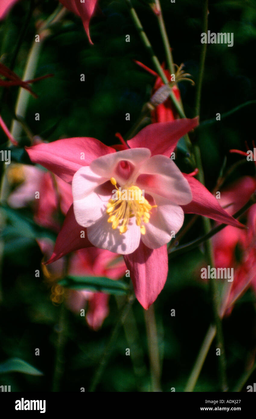Columbine Aquilegia canadensis genus of plant of the buttercup family ...