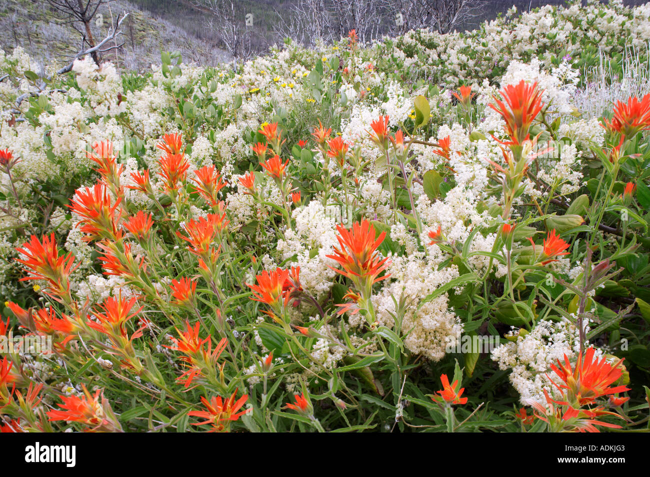 Wild flowers after forest fire hi-res stock photography and images - Alamy