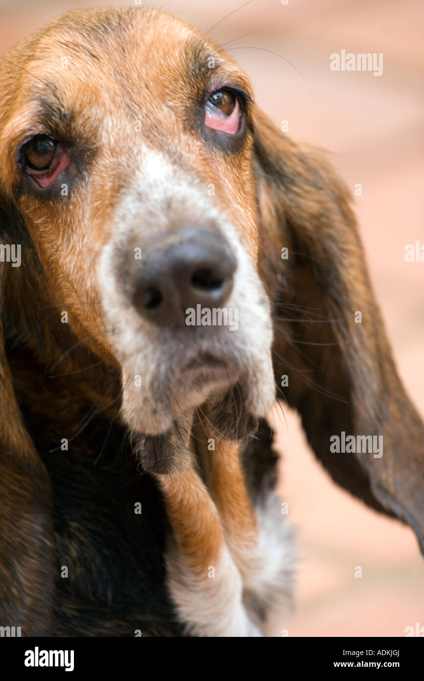 Adult male Basset Hound Stock Photo - Alamy