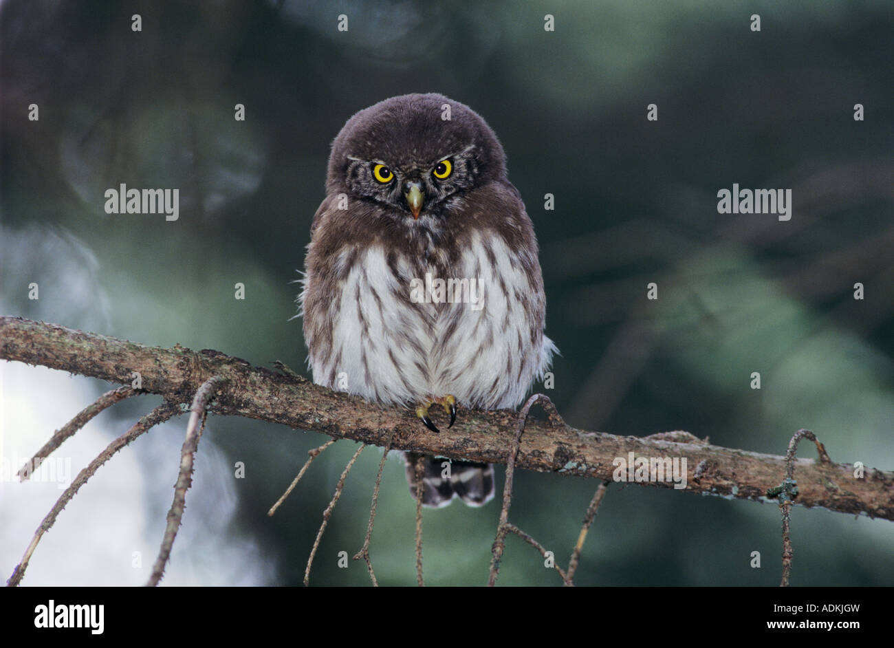 Eurasian Pygmy-Owl Glaucidium passerinum young Oberaegeri Switzerland ...