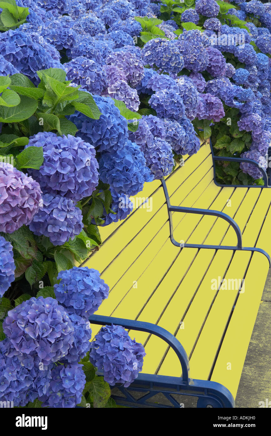 Bench surrounded with blooming Blue Bonnet hydrangea Hydrangea ...