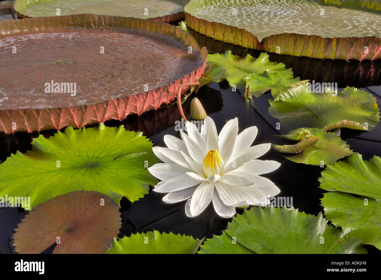 Tropical lily bloom and leaves of Amazon Lilies Victoria lilies Hughes ...