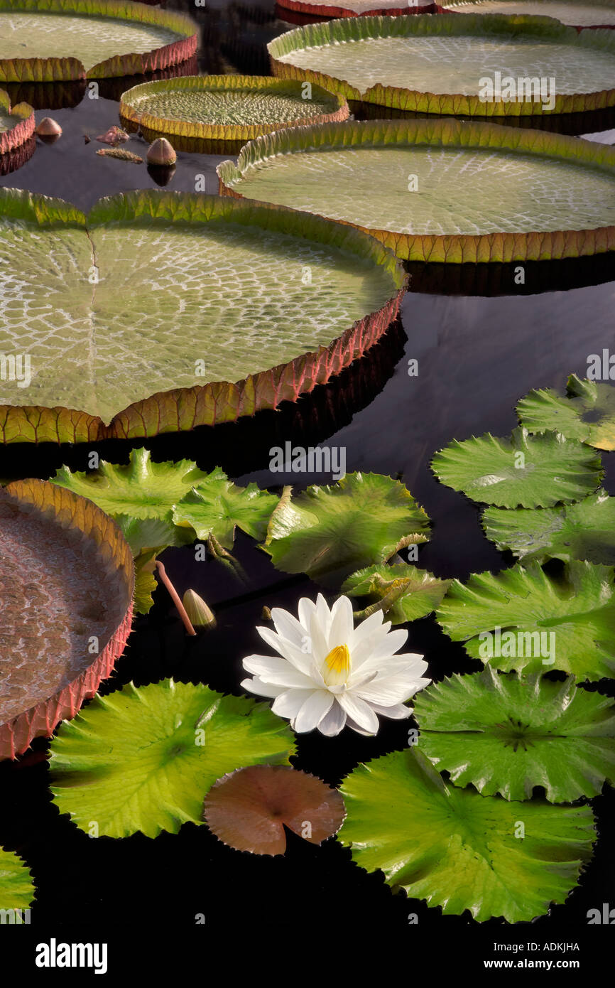 Tropical lily bloom and leaves of Amazon Lilies Hughes Water Gardens ...