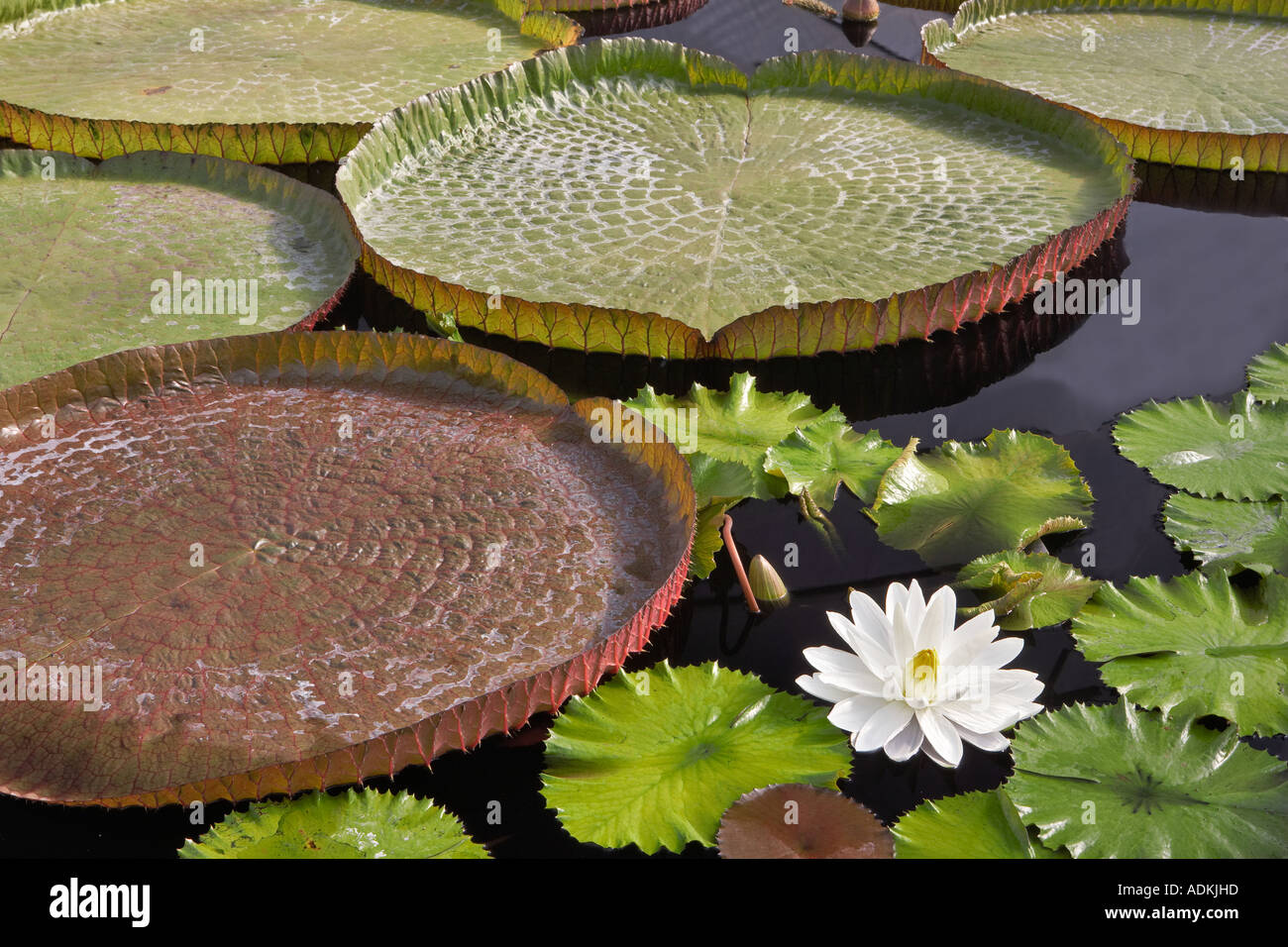 Tropical lily bloom and leaves of Amazon Lilies Hughes Water Gardens ...