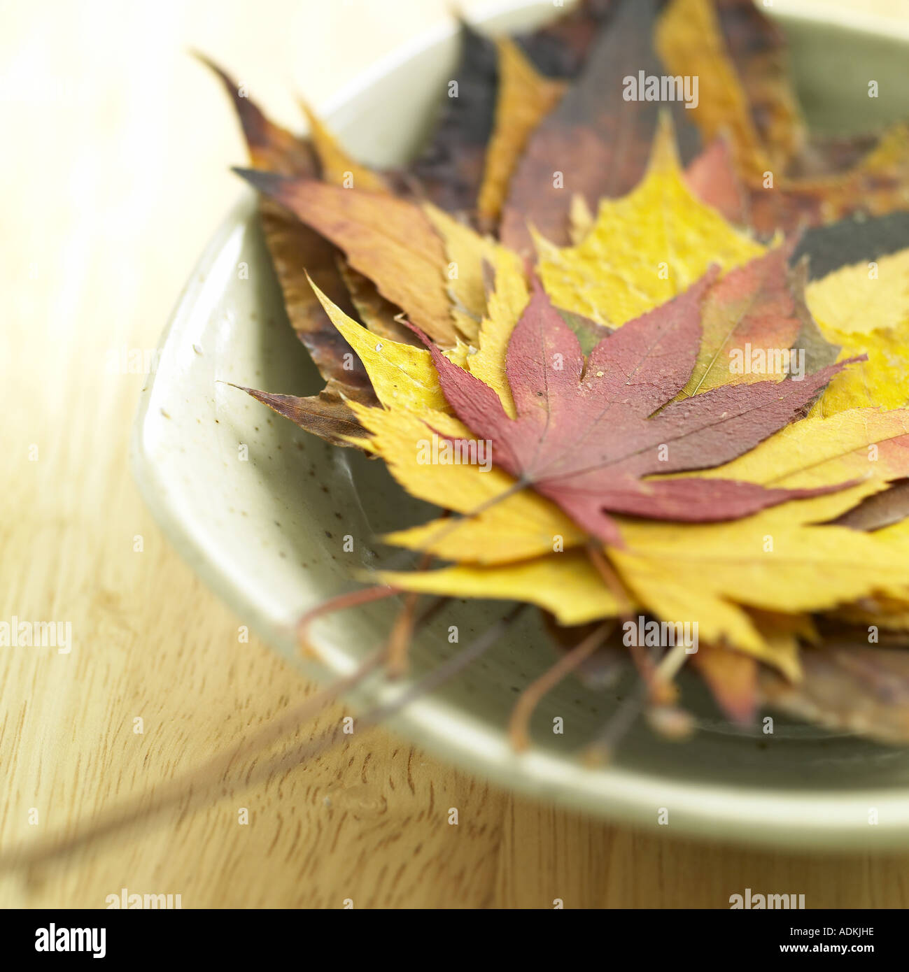 Many fallen leaves hi-res stock photography and images - Alamy