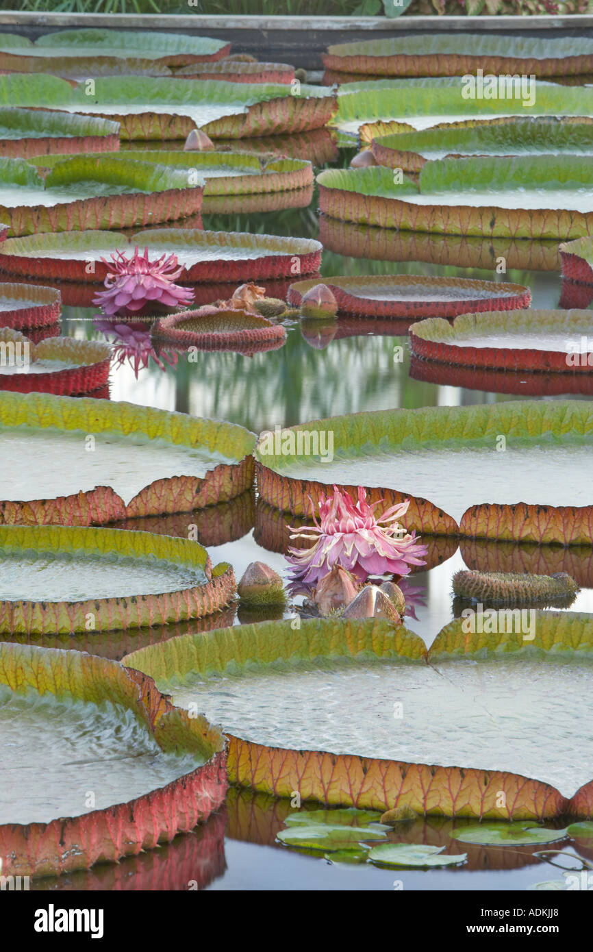 Tropical lily bloom of Amazon Lilies Hughes Water Gardens Oregon Stock ...