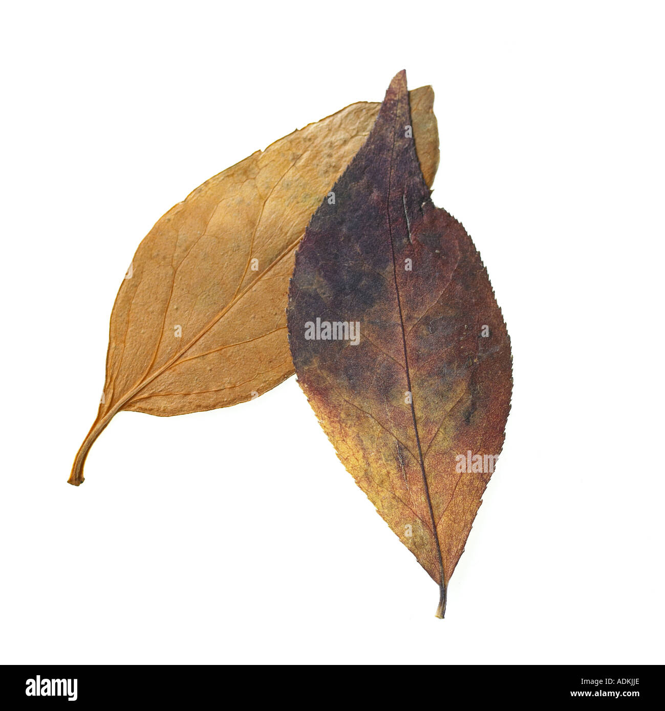 Fallen trees autumn leaves Cut Out Stock Images & Pictures - Alamy