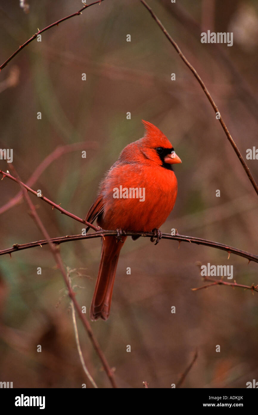 Male Northern Cardinal Vertical Stock Photo - Alamy