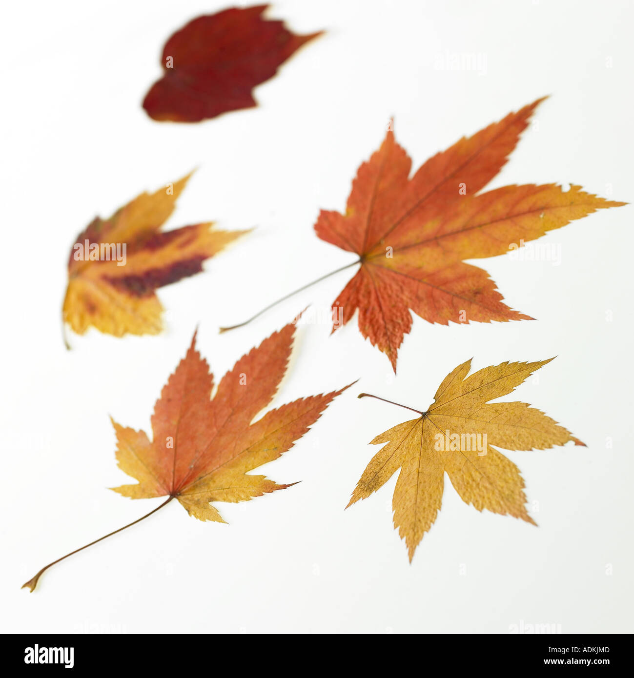 Five leaves hi-res stock photography and images - Alamy