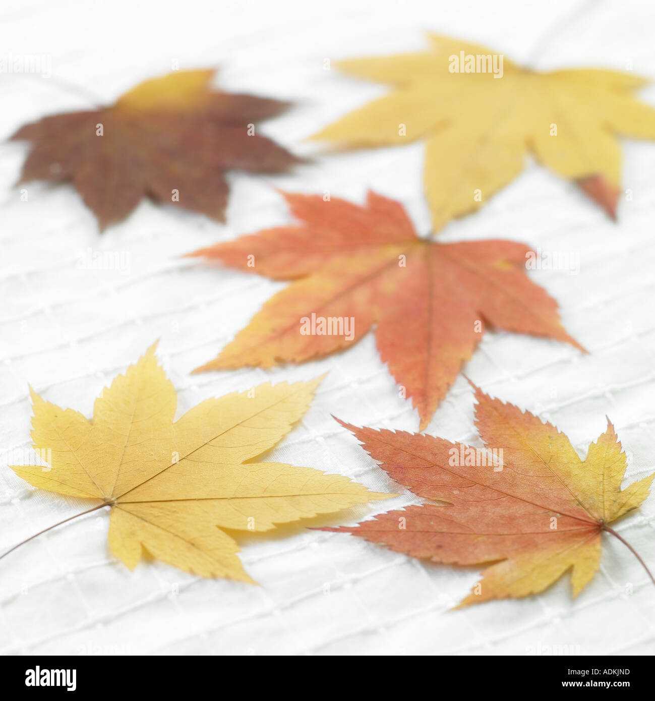 5 leaves hi-res stock photography and images - Alamy