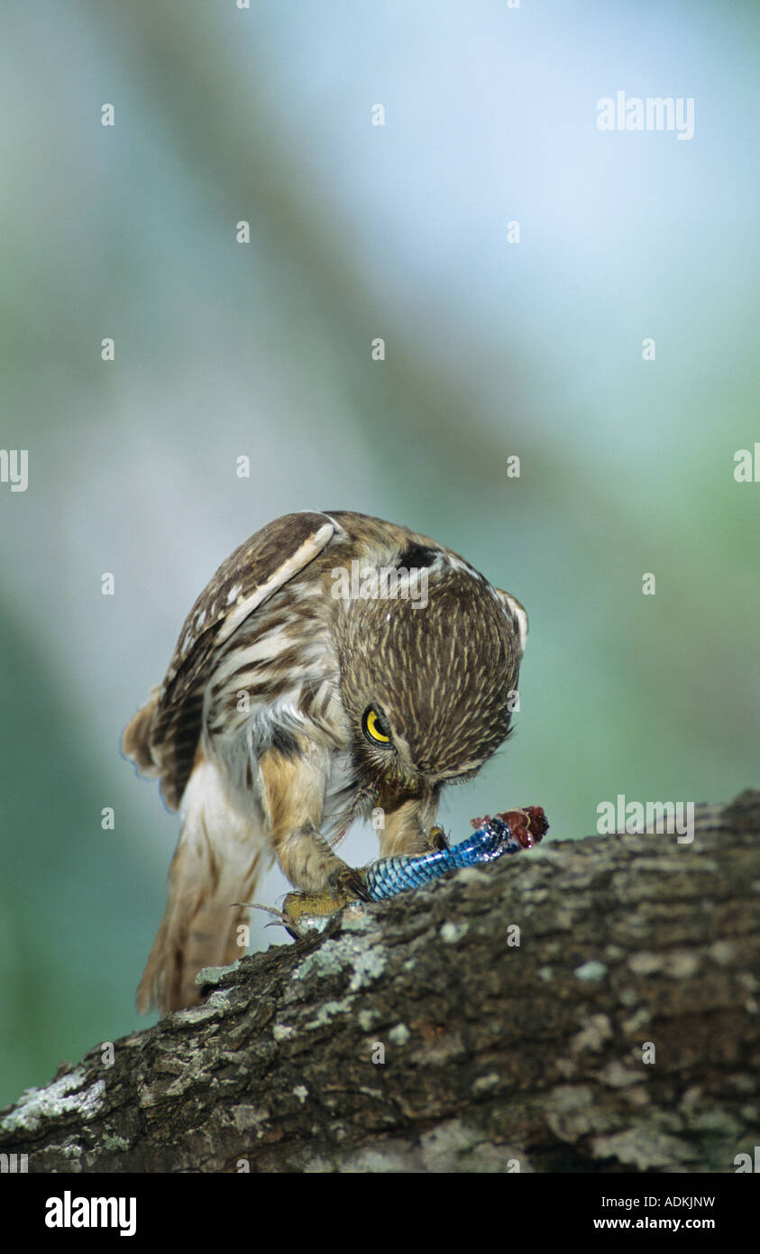 Ferruginous Pygmy-Owl Glaucidium brasilianum adult eating on lizard ...