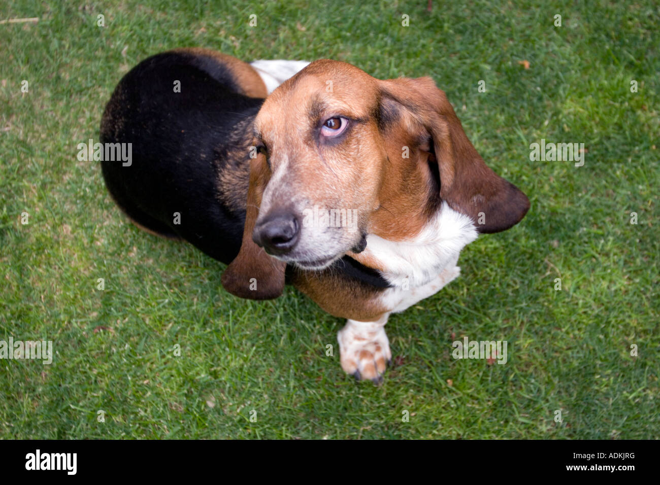 Adult male Basset Hound Stock Photo - Alamy