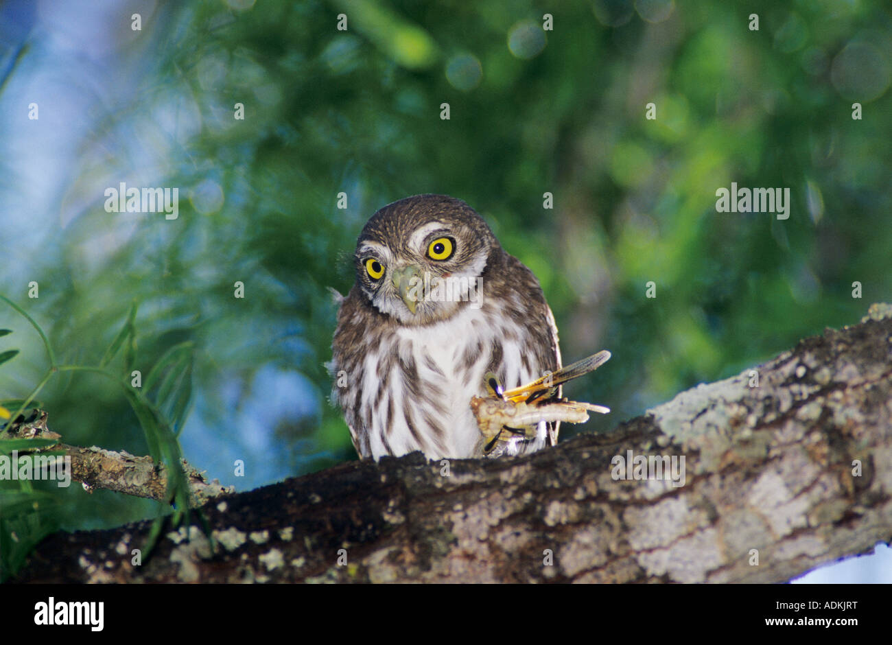 Ferruginous pygmy owls and texas hi-res stock photography and images ...