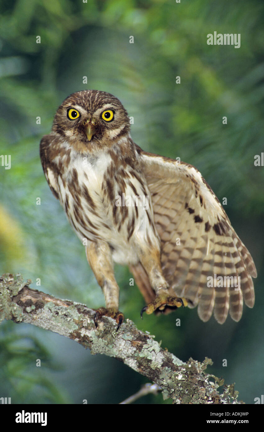 Ferruginous Pygmy-Owl Glaucidium brasilianum adult stretching wing ...