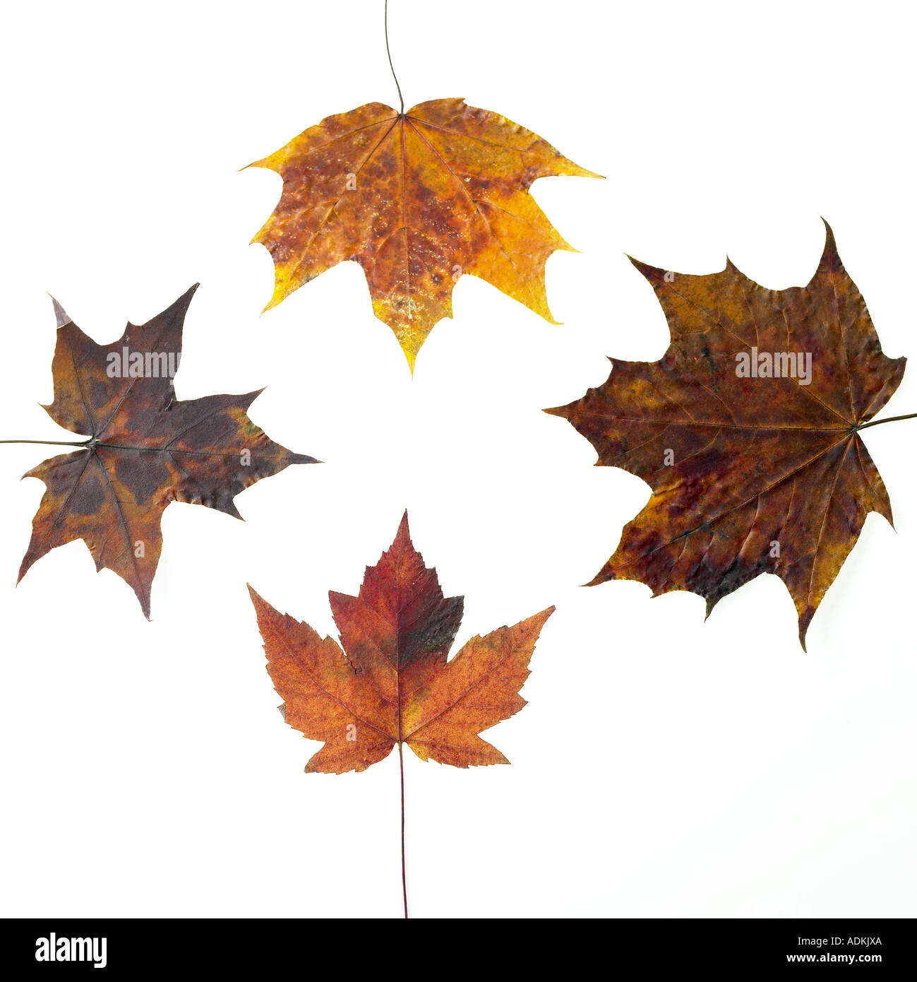 Background fallen leaves on Cut Out Stock Images & Pictures - Alamy