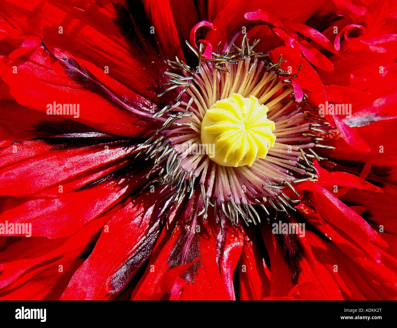 Deep red poppy hi-res stock photography and images - Alamy