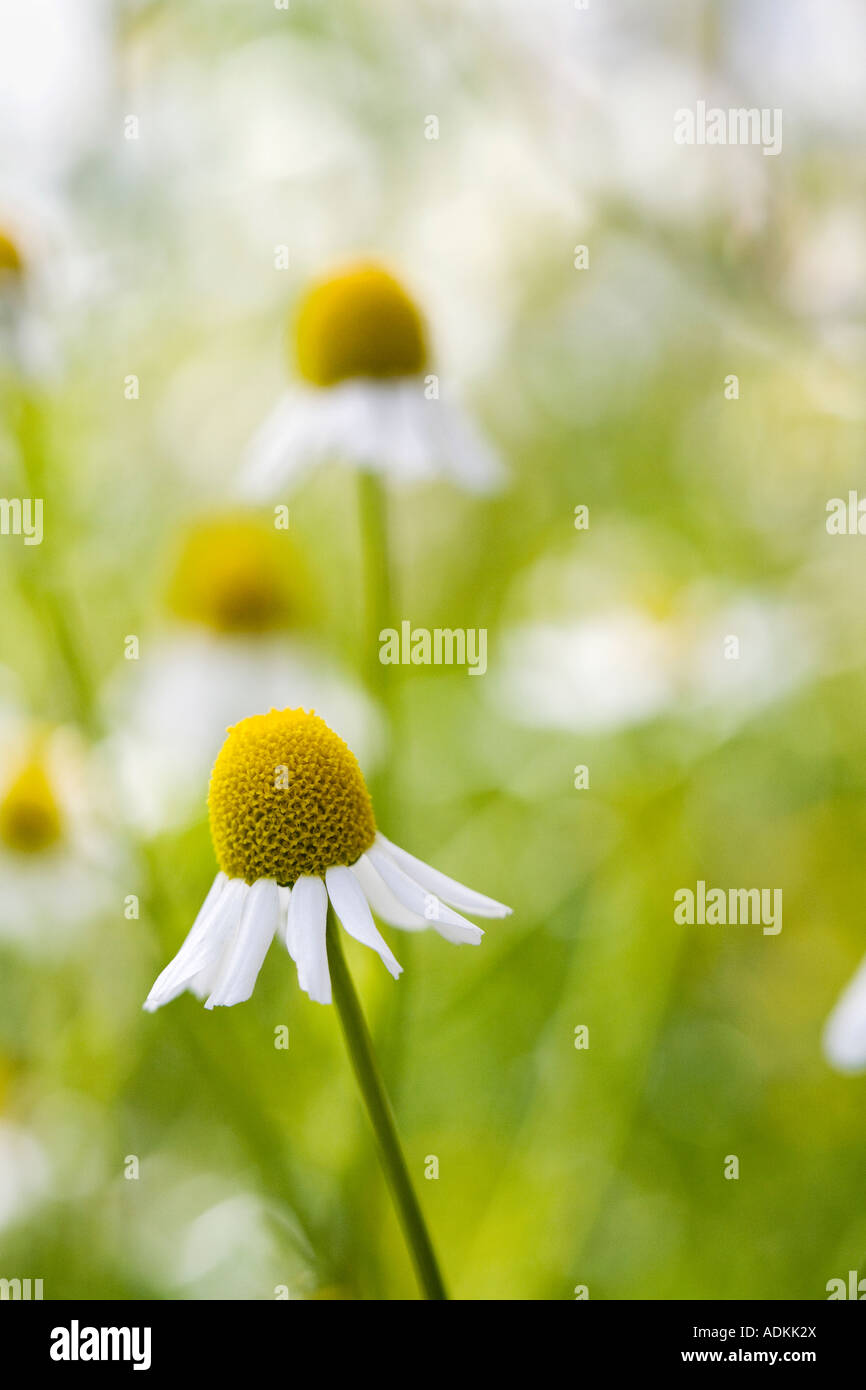 Matricaria recutita. German Chamomile / Wild chamomile flowers Stock ...