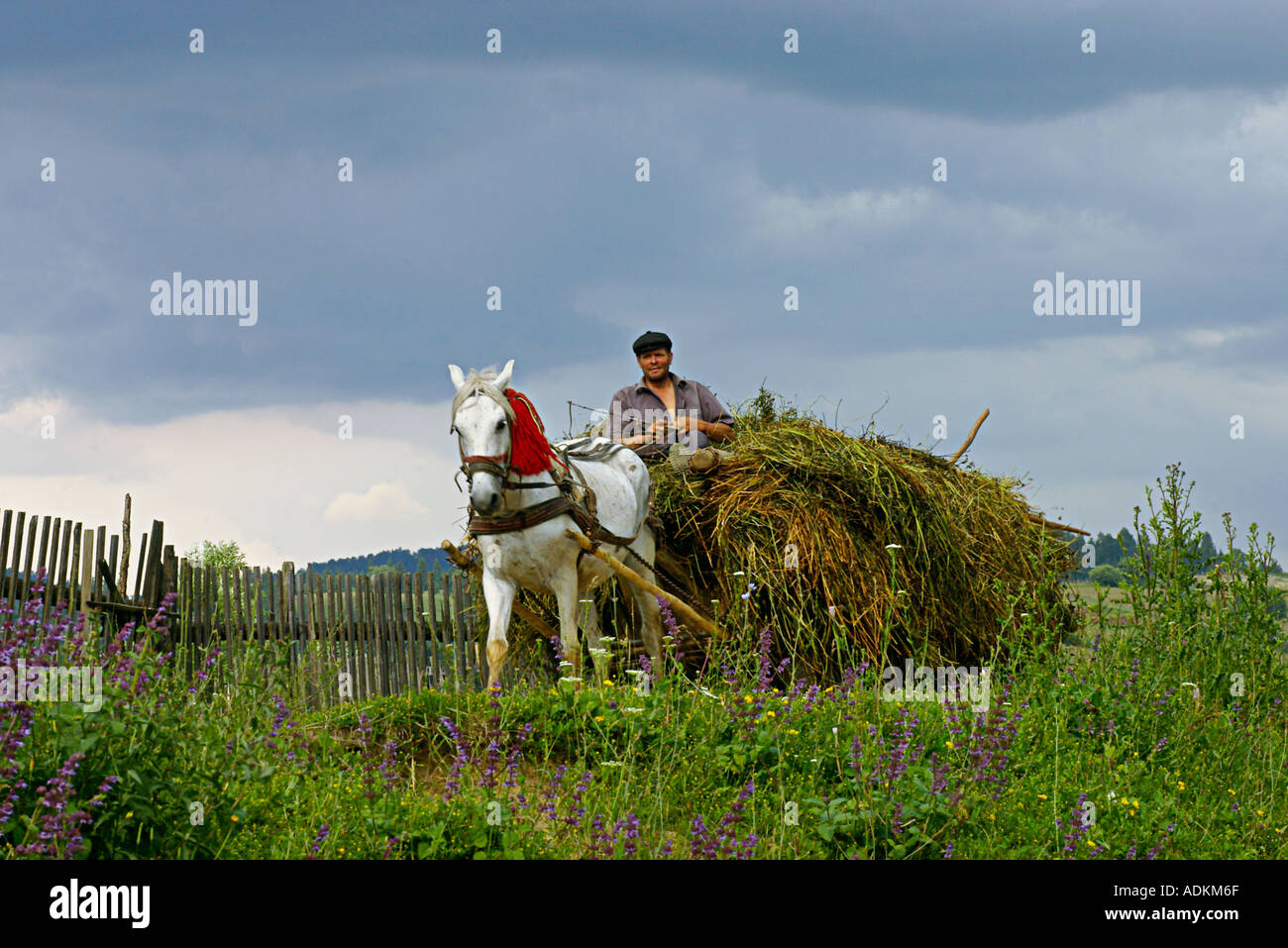 Riding horse man cart hay hi-res stock photography and images - Alamy