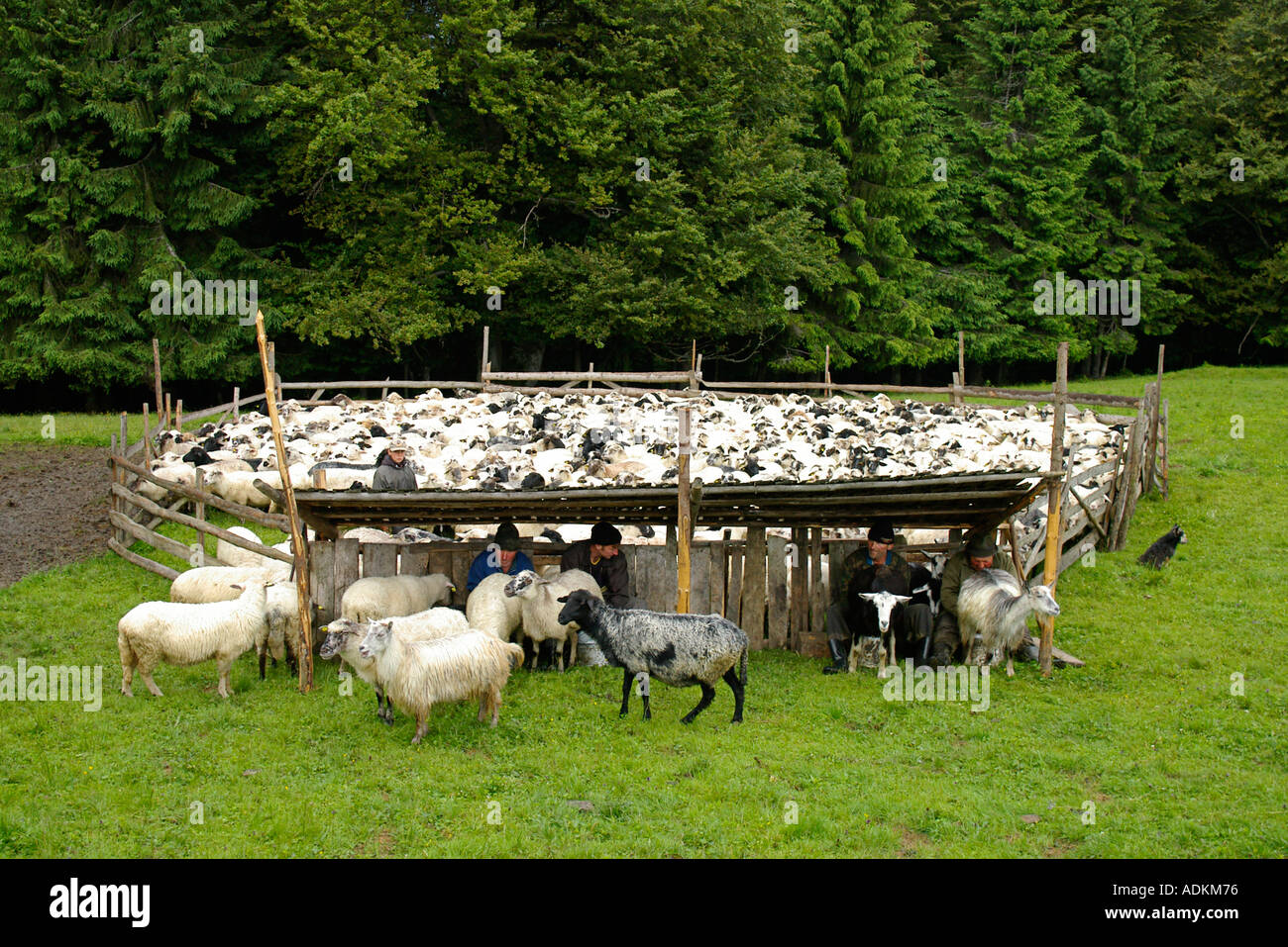 Shepherds milking sheep for milk to make cheese and other dairy ...