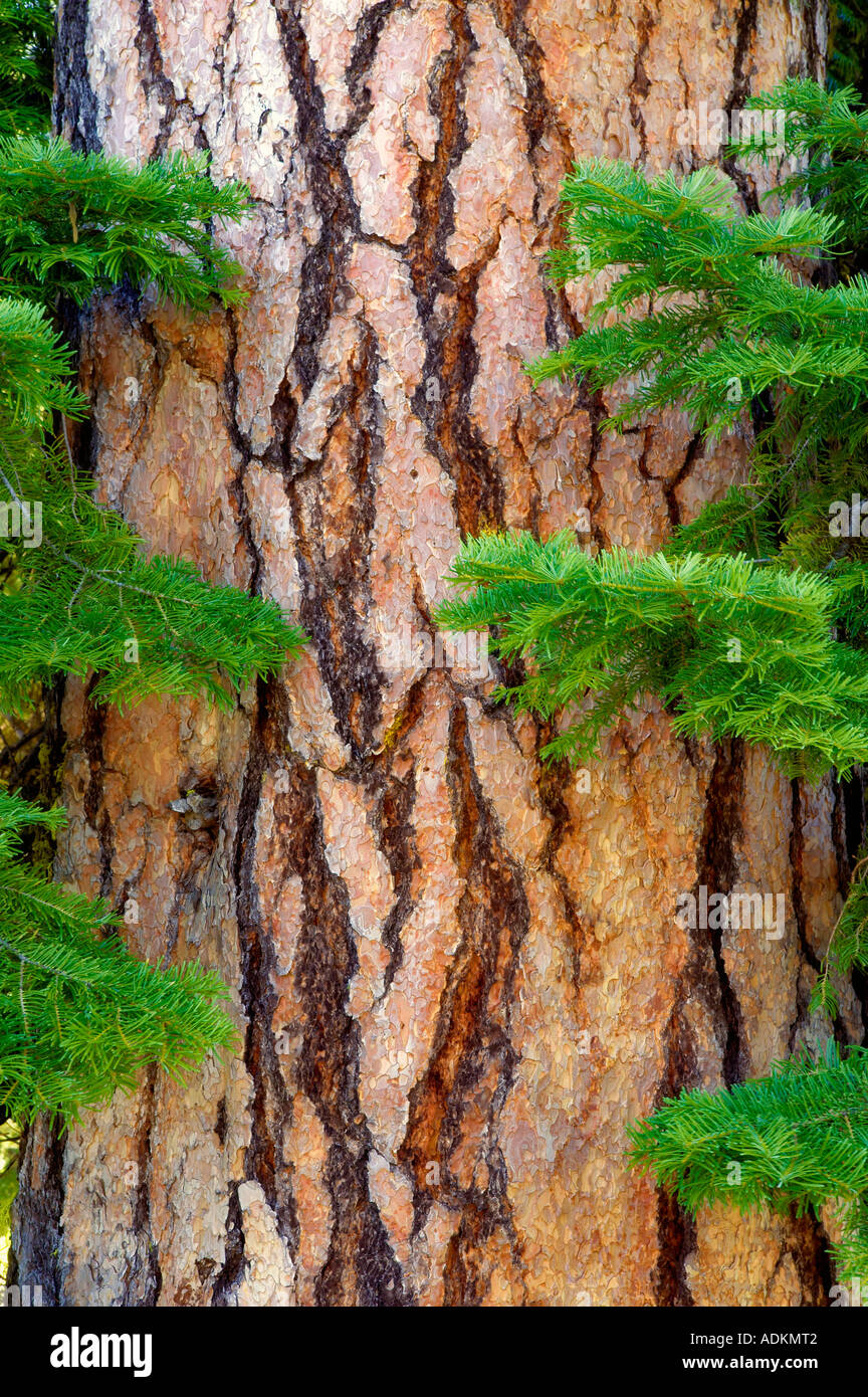 Ponderosa Pine with White Fir branches Hell s Canyon National ...