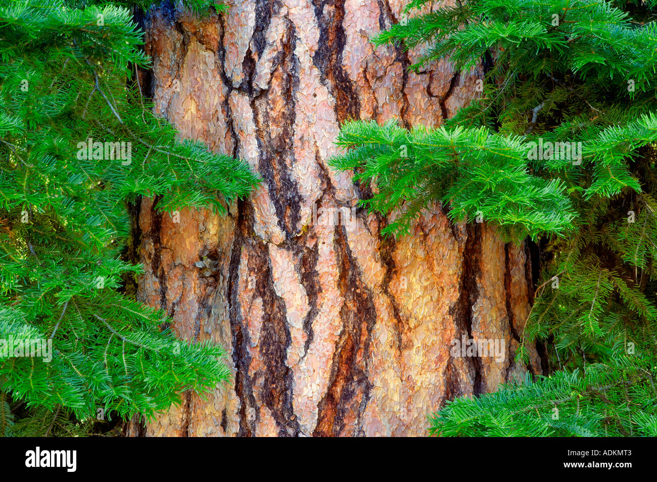 Ponderosa Pine with White Fir branches Hells Canyon National Recreation ...