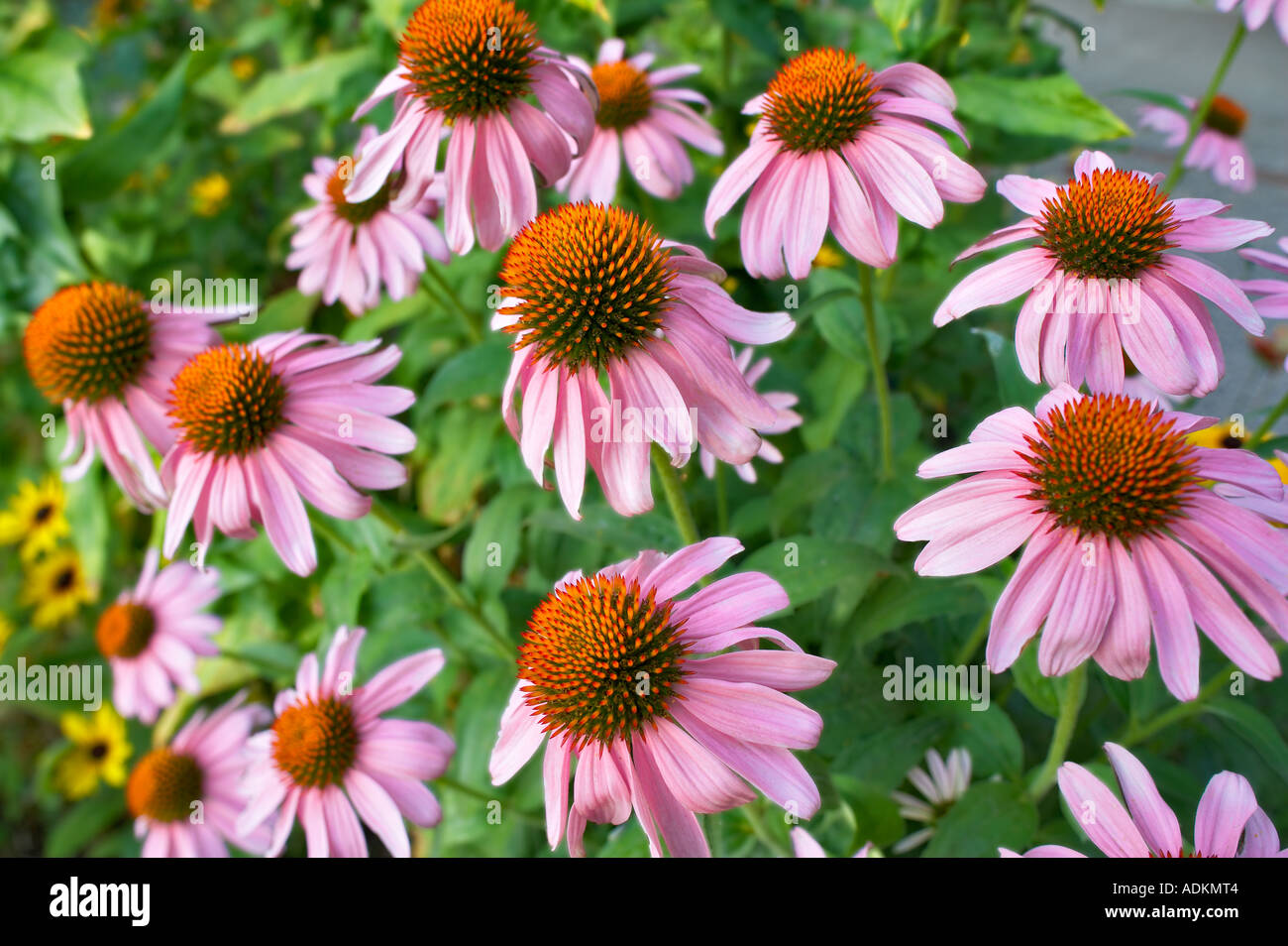 Cone flowers in small garden Halfway Oregon Stock Photo - Alamy