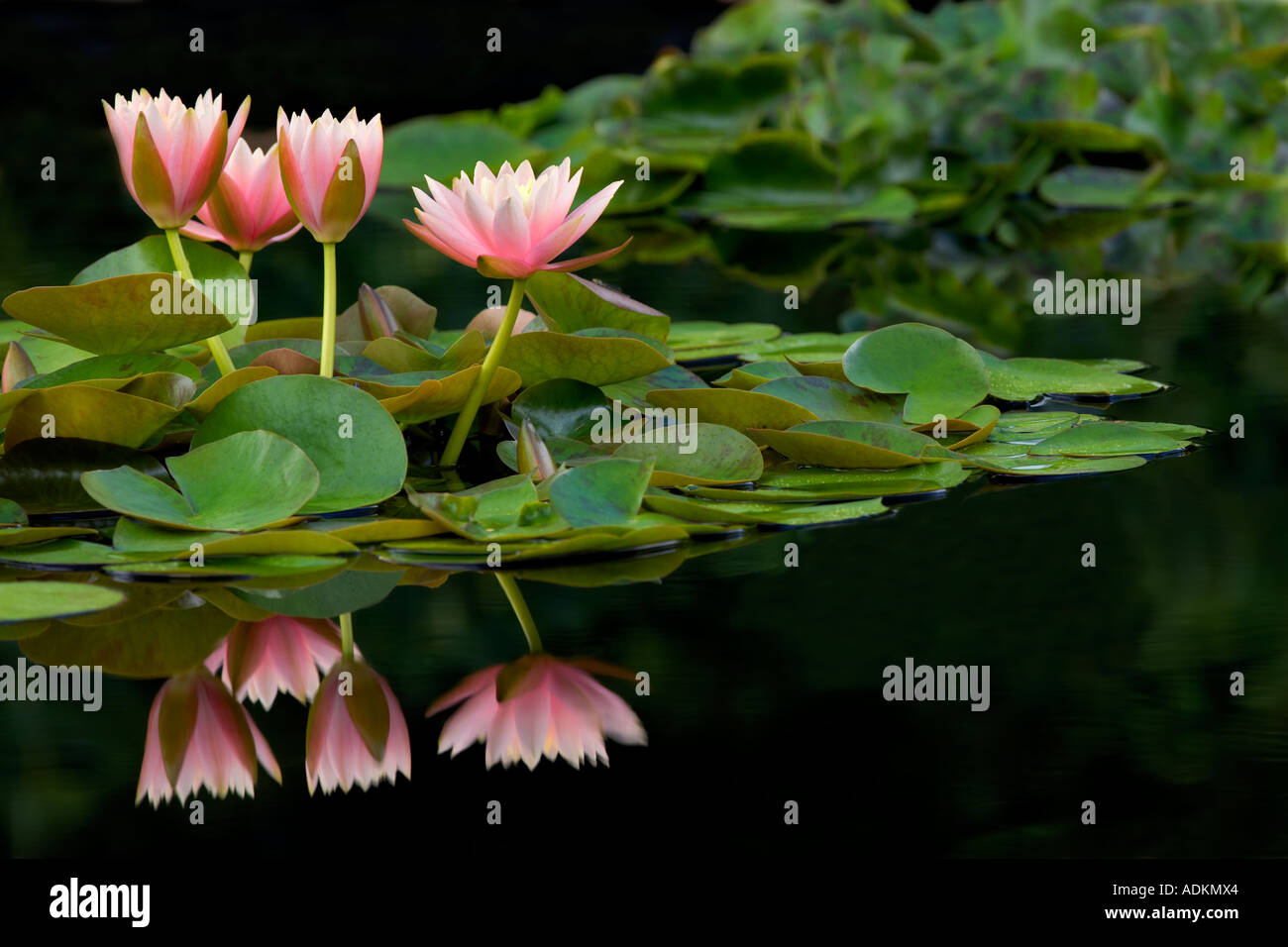 Water garden water lily nursery plants hi-res stock photography and ...