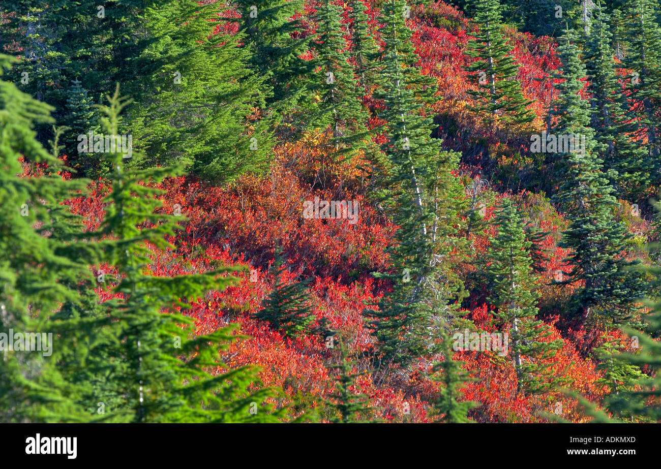 Huckleberry in fall color in Mt Rainier National Park Washington Stock ...