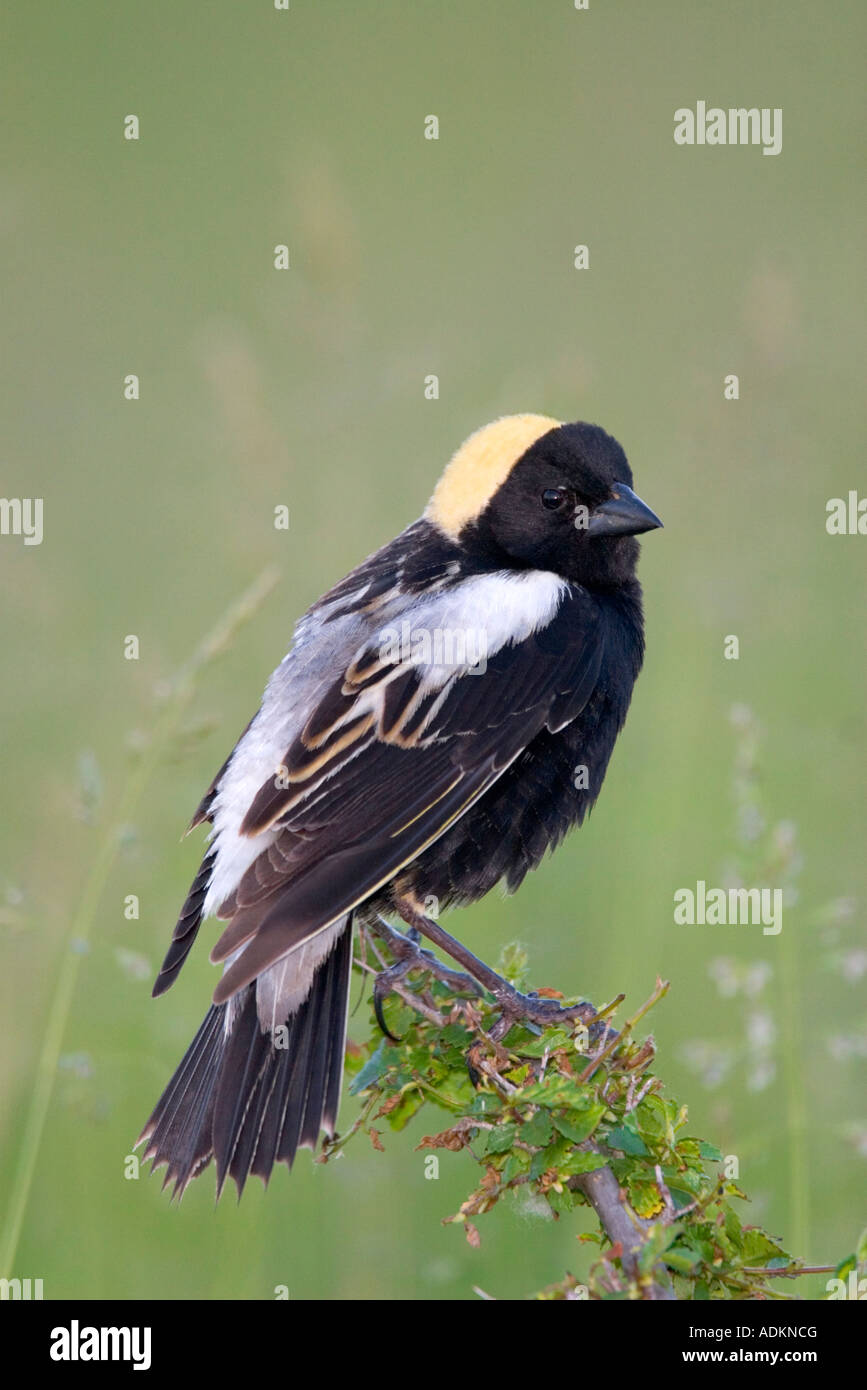Male Bobolink in breeding plumage Stock Photo - Alamy