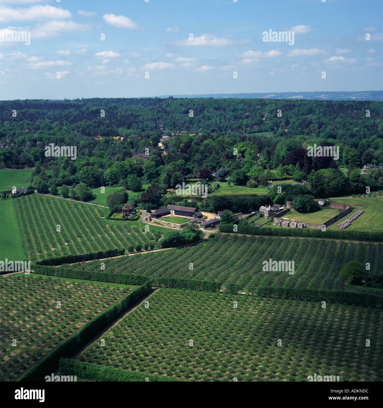 Aerial view of traditional orchard Kent UK Stock Photo - Alamy