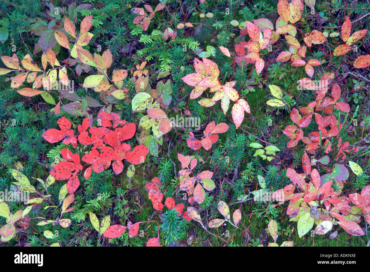 Fall colored huckleberry and heather Mt Baker Wilderness Washington ...