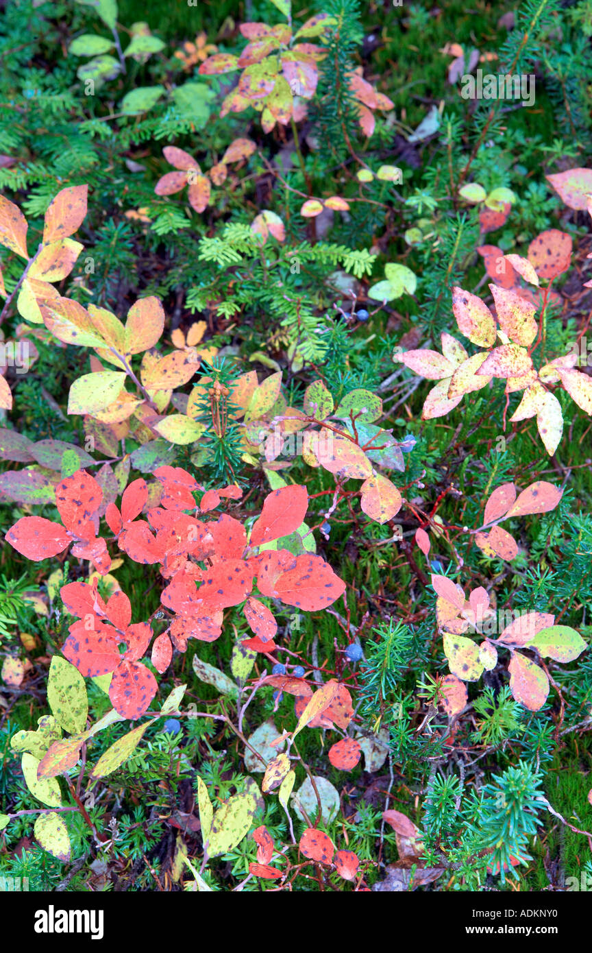 Fall colored huckleberry and heather Mt Baker Wilderness Washington ...