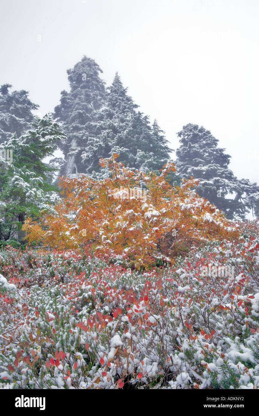 Huckleberry in fall color with forest fog and first snow of fall Mt ...