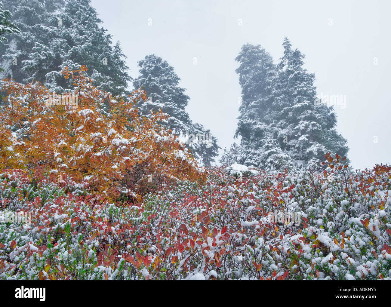 Huckleberry in fall color forest hi-res stock photography and images ...