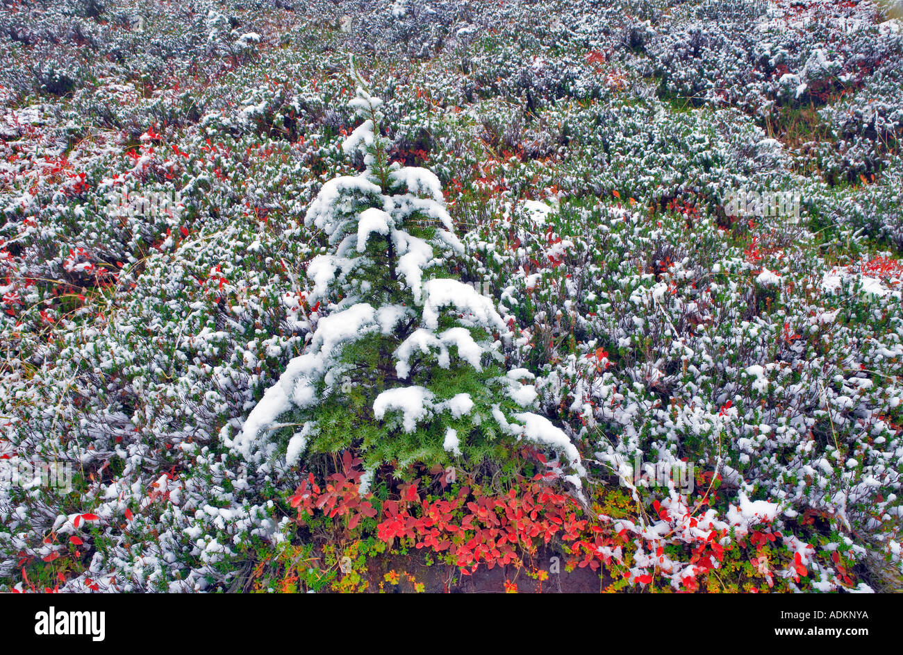 Snow covered hemlock tree hi-res stock photography and images - Alamy