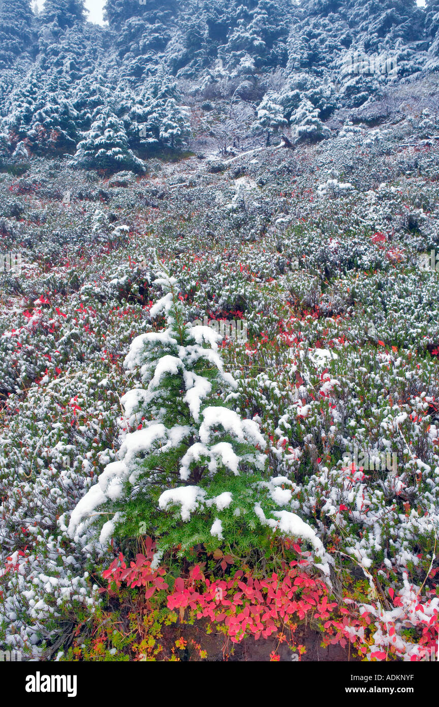 Snow covered hemlock tree hi-res stock photography and images - Alamy