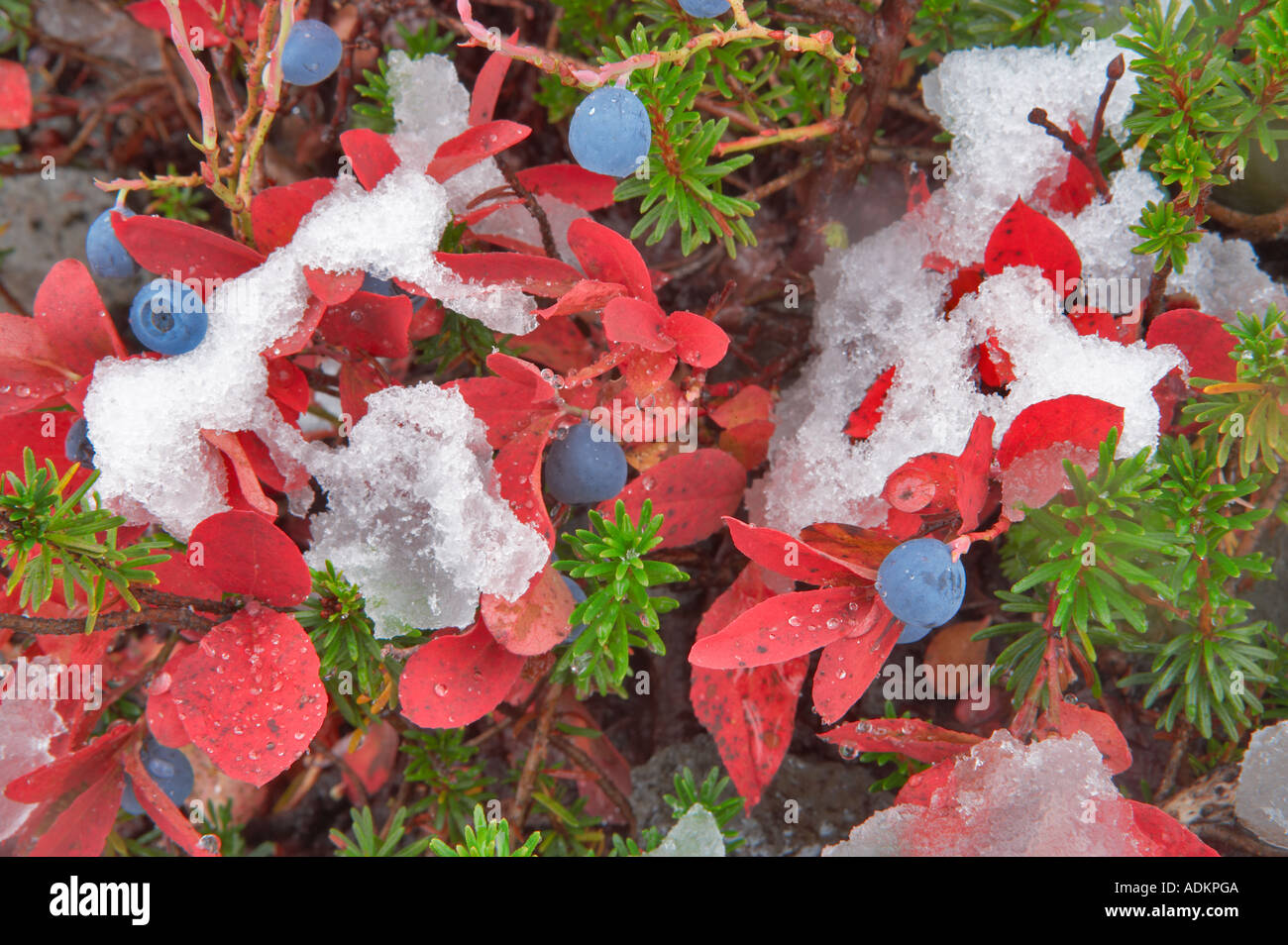 Seasons first snowfall hi-res stock photography and images - Alamy