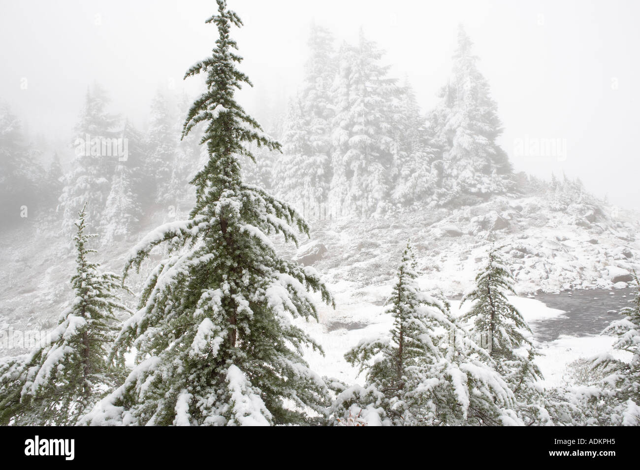 winter snowfall on hemlock trees Mt Baker Wilderness Washington Stock ...