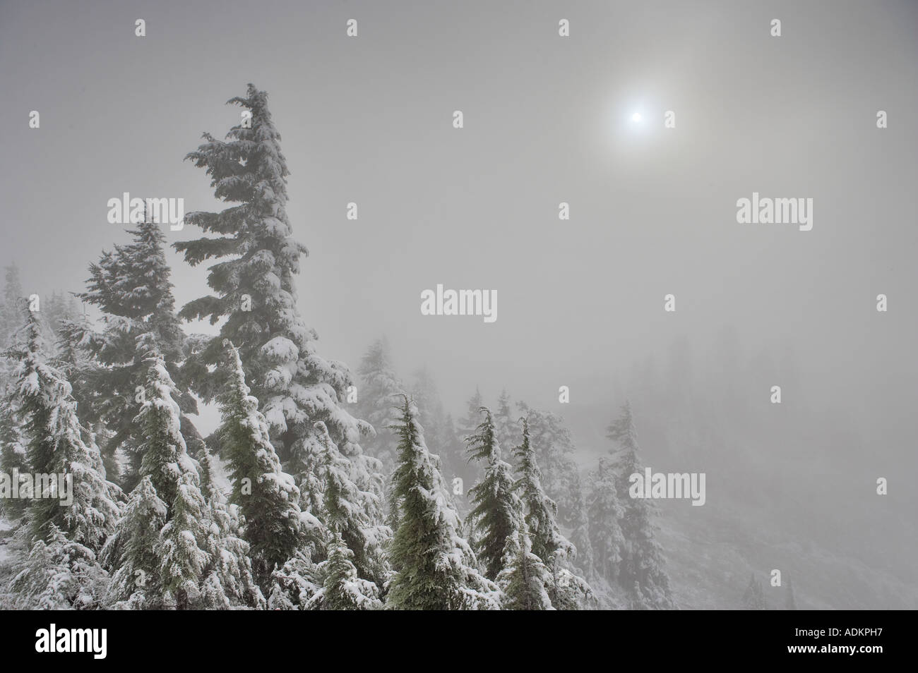 Snow covered hemlock tree hi-res stock photography and images - Alamy