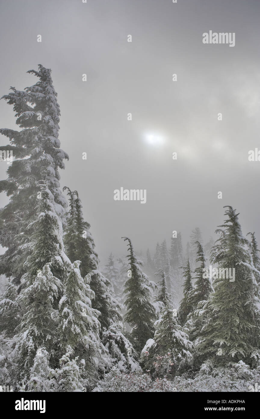 Snow covered hemlock tree hi-res stock photography and images - Alamy