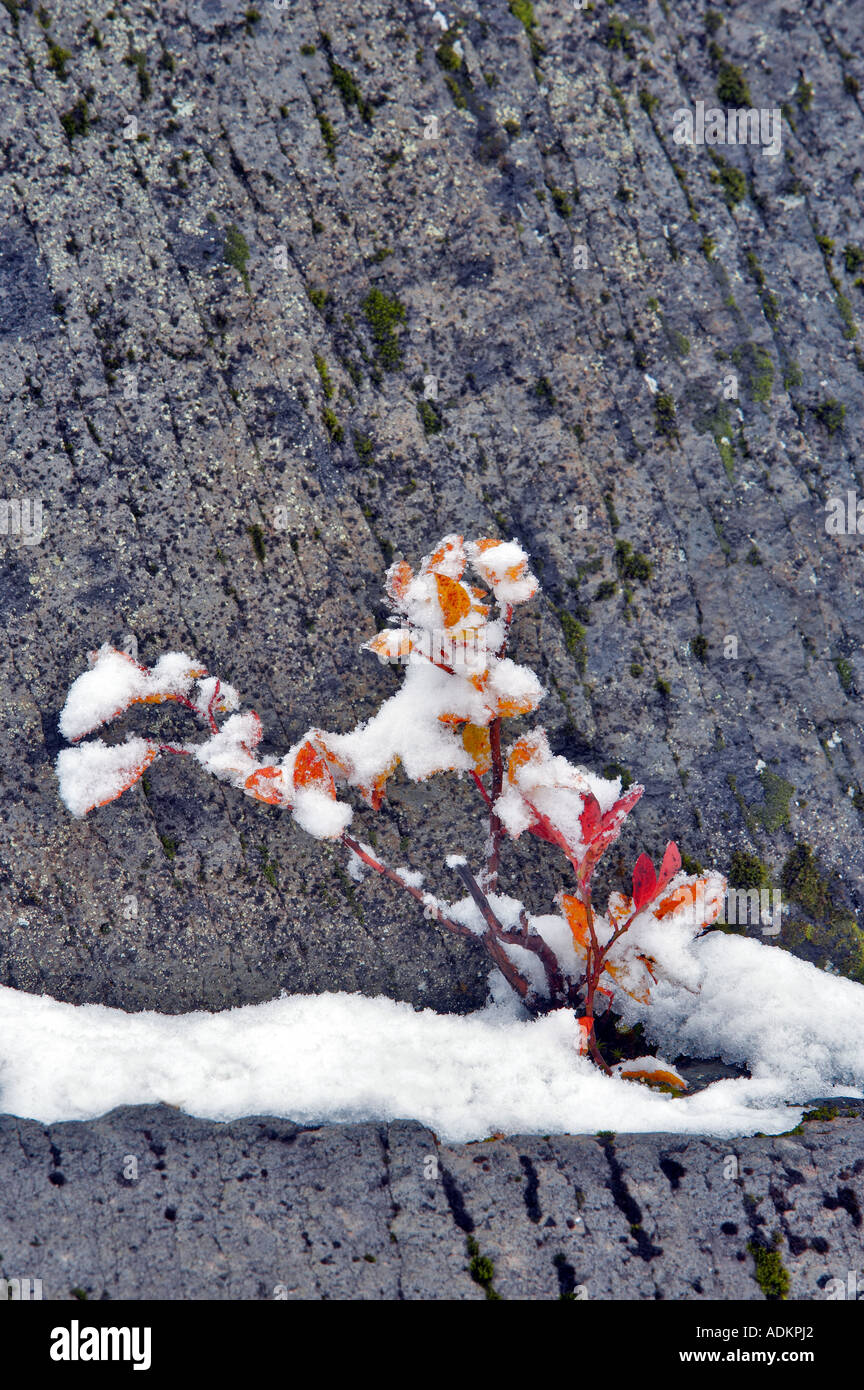 Huckleberry rock hi-res stock photography and images - Alamy