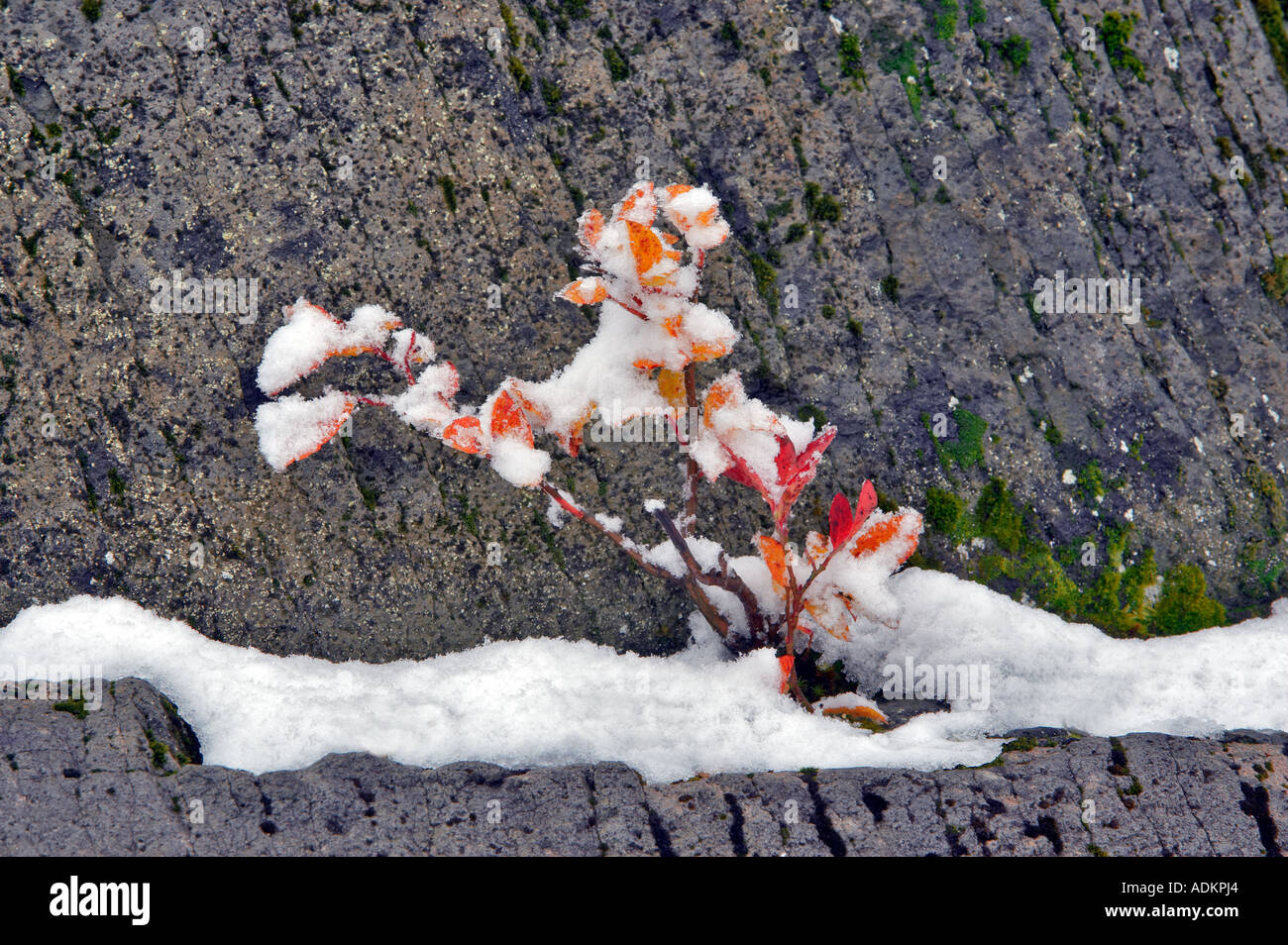Huckleberry rock hi-res stock photography and images - Alamy