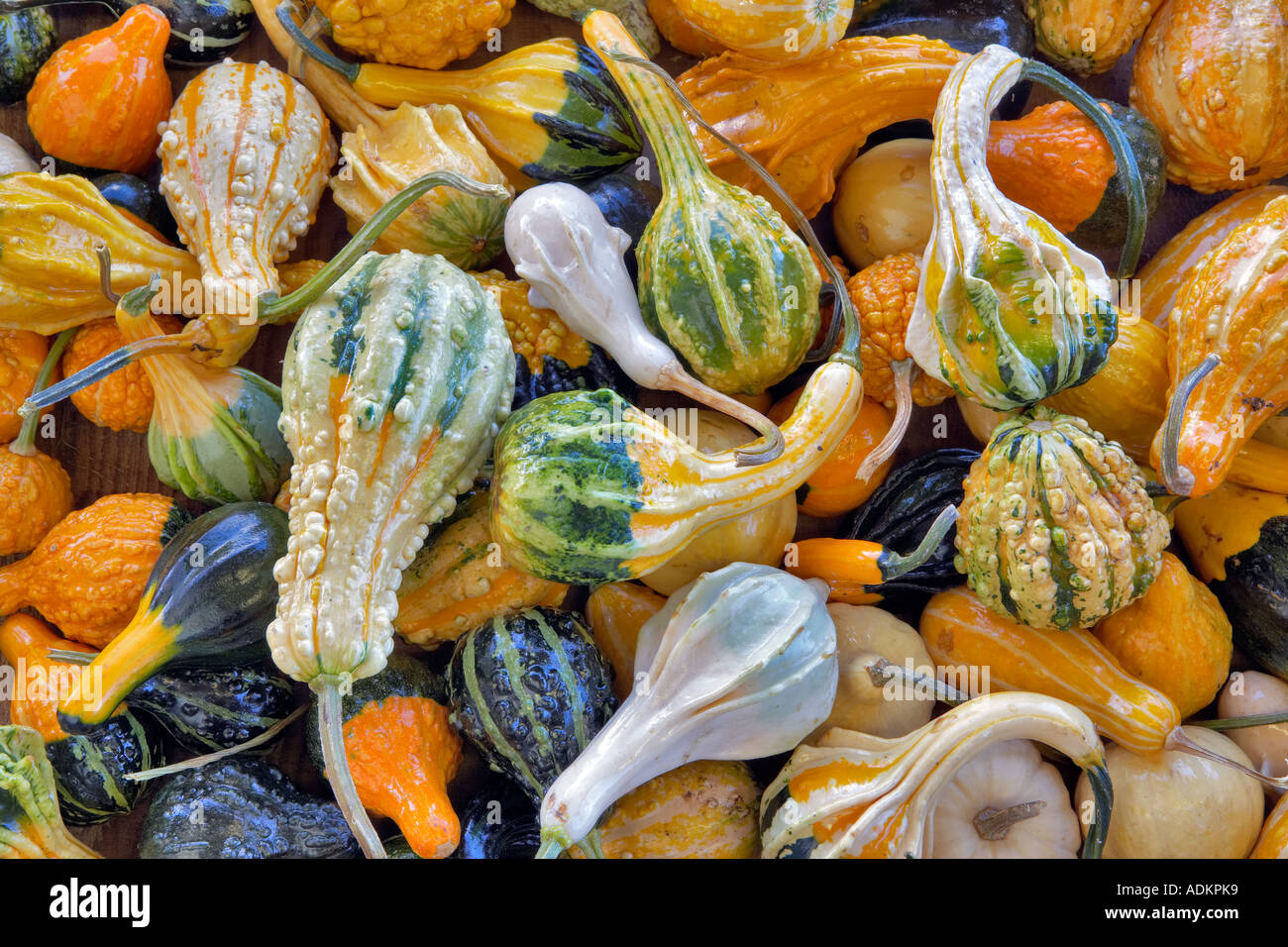 Decorative squash from roadside stand Near Portland Oregon Stock Photo ...