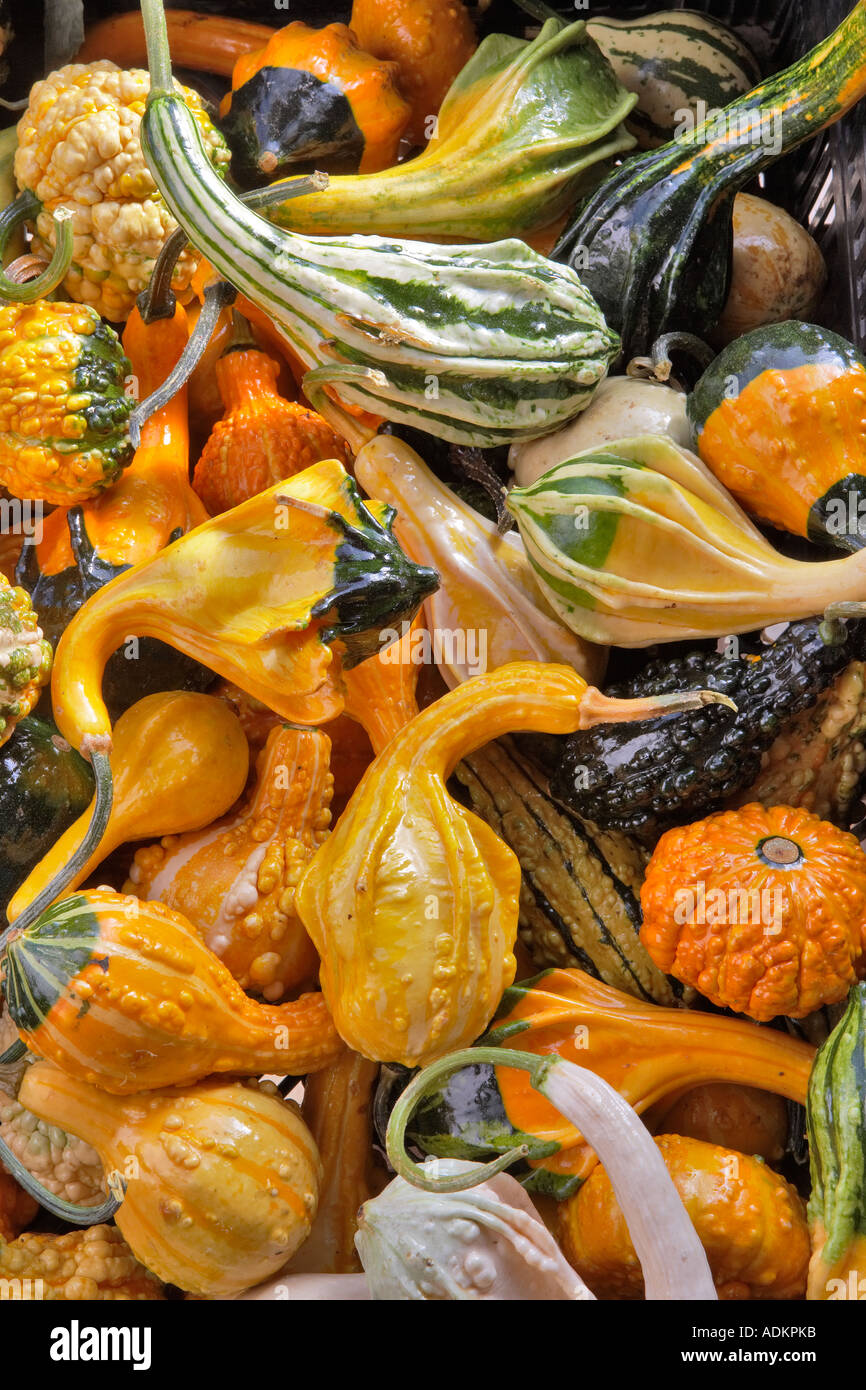 Decorative squash from roadside stand Near Portland Oregon Stock Photo ...