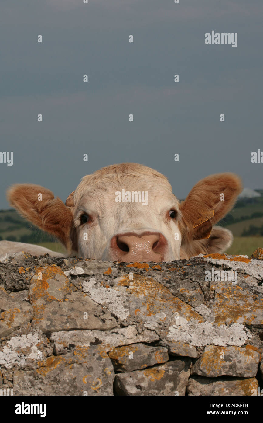 Cow looking over a stone wall Stock Photo - Alamy