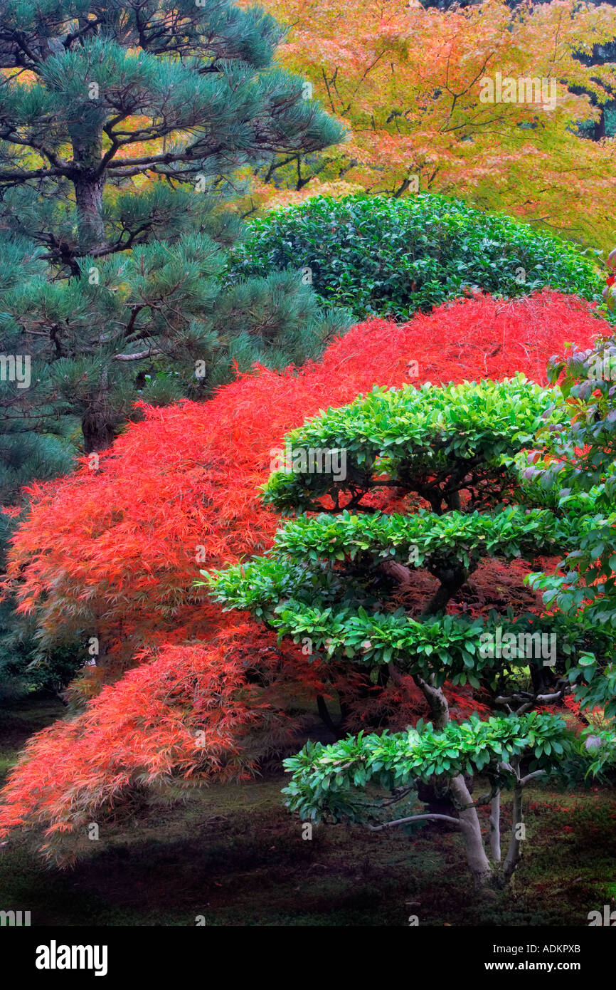 Japanese Maple leaves in fall color and sculptured shrub Japanese ...