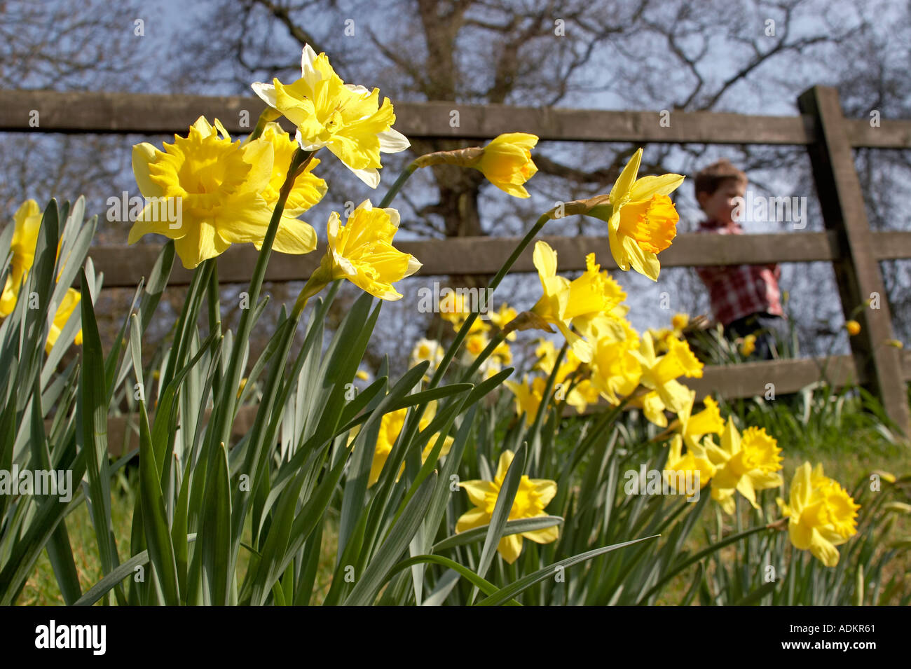 Bright yellow daffodils with young boy Stock Photo - Alamy